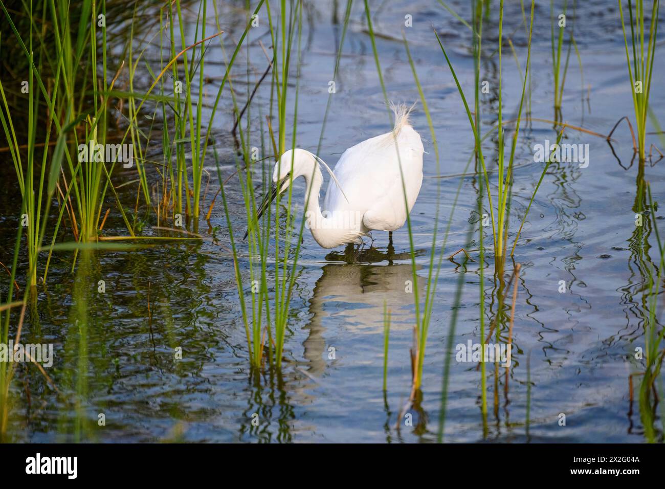 Egretta garzetta - Little Egret, This small white heron is native to ...