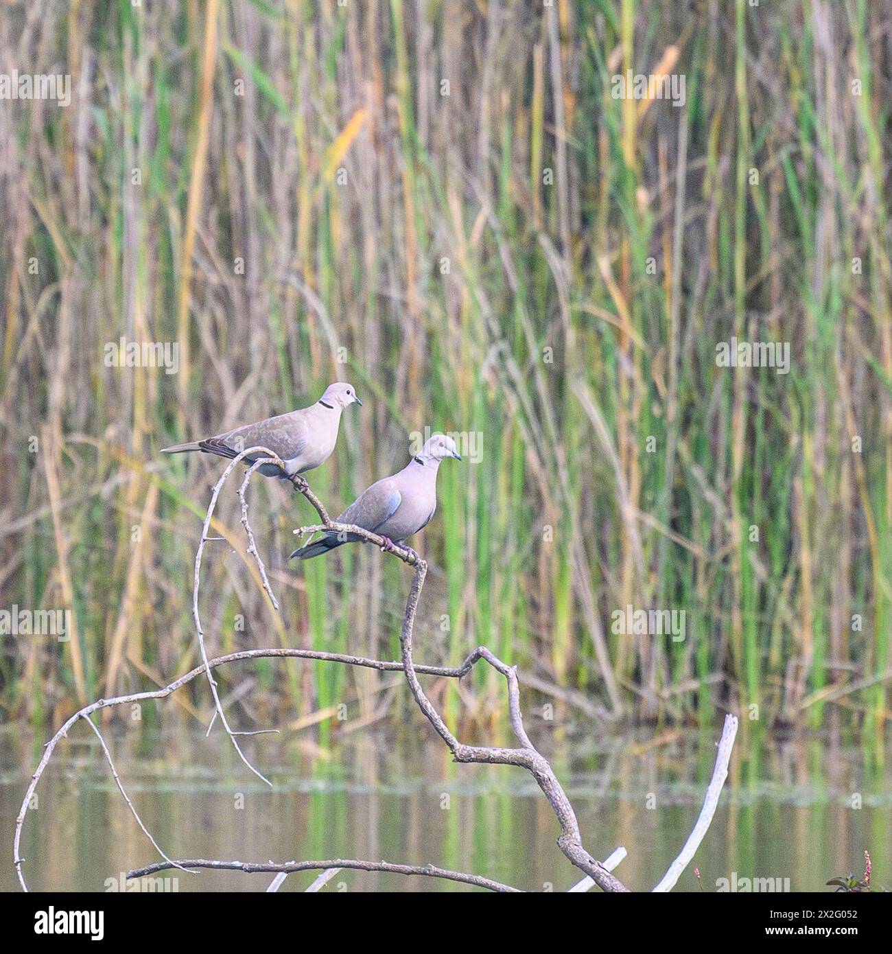 Collared Dove (Streptopelia decaocto) Photographed at the man-made ...