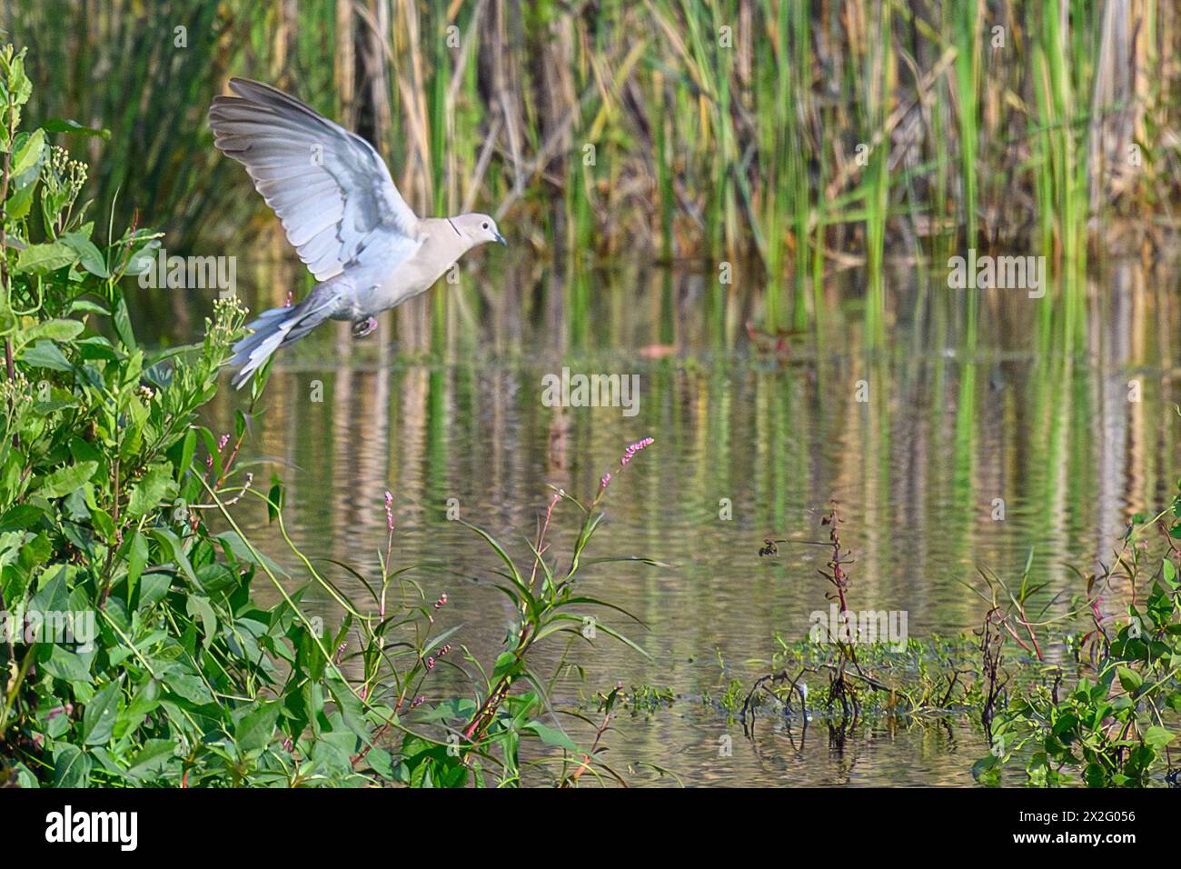 Collared Dove (Streptopelia decaocto) Photographed at the man-made ...