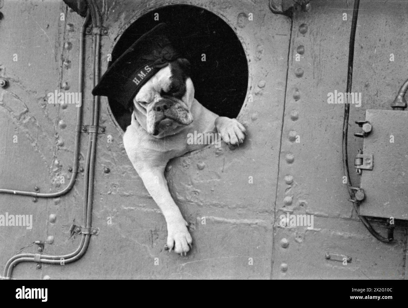 A NAVAL MASCOT ABOARD THE BRITISH DESTROYER VANSITTART. 1941. - The ...