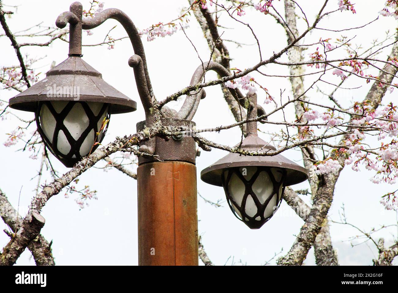 Detail of a lamp post against a blue sky and surrounded by branches in ...