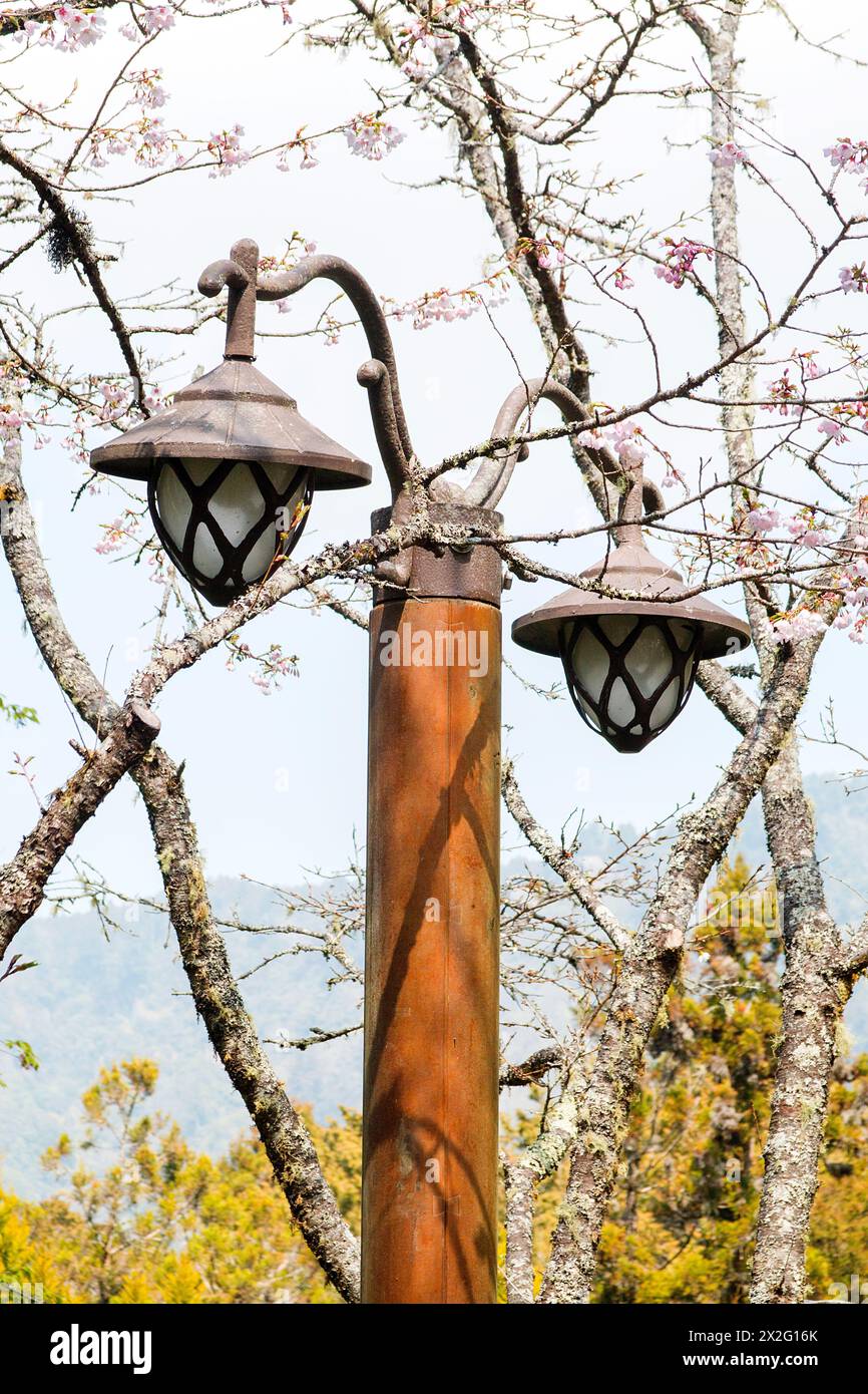 Lamp post against a blue sky and surrounded by branches in bloom with ...