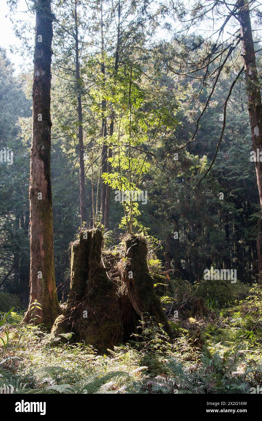 Scene of a young tree growing from the ancient trunk of a dead tree ...