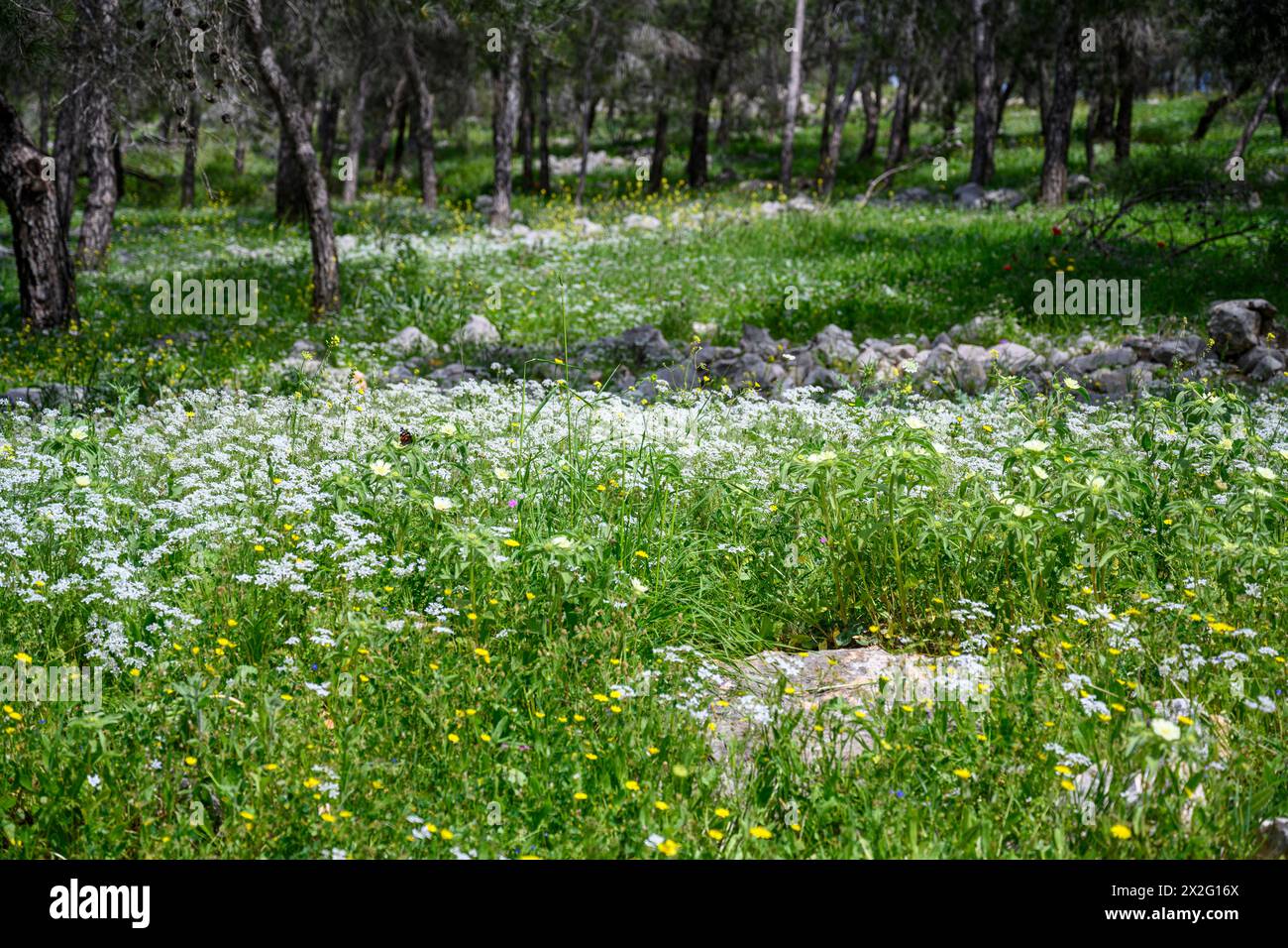 lush green spring vegetation Photographed at Givat Hamore, Jezreel ...