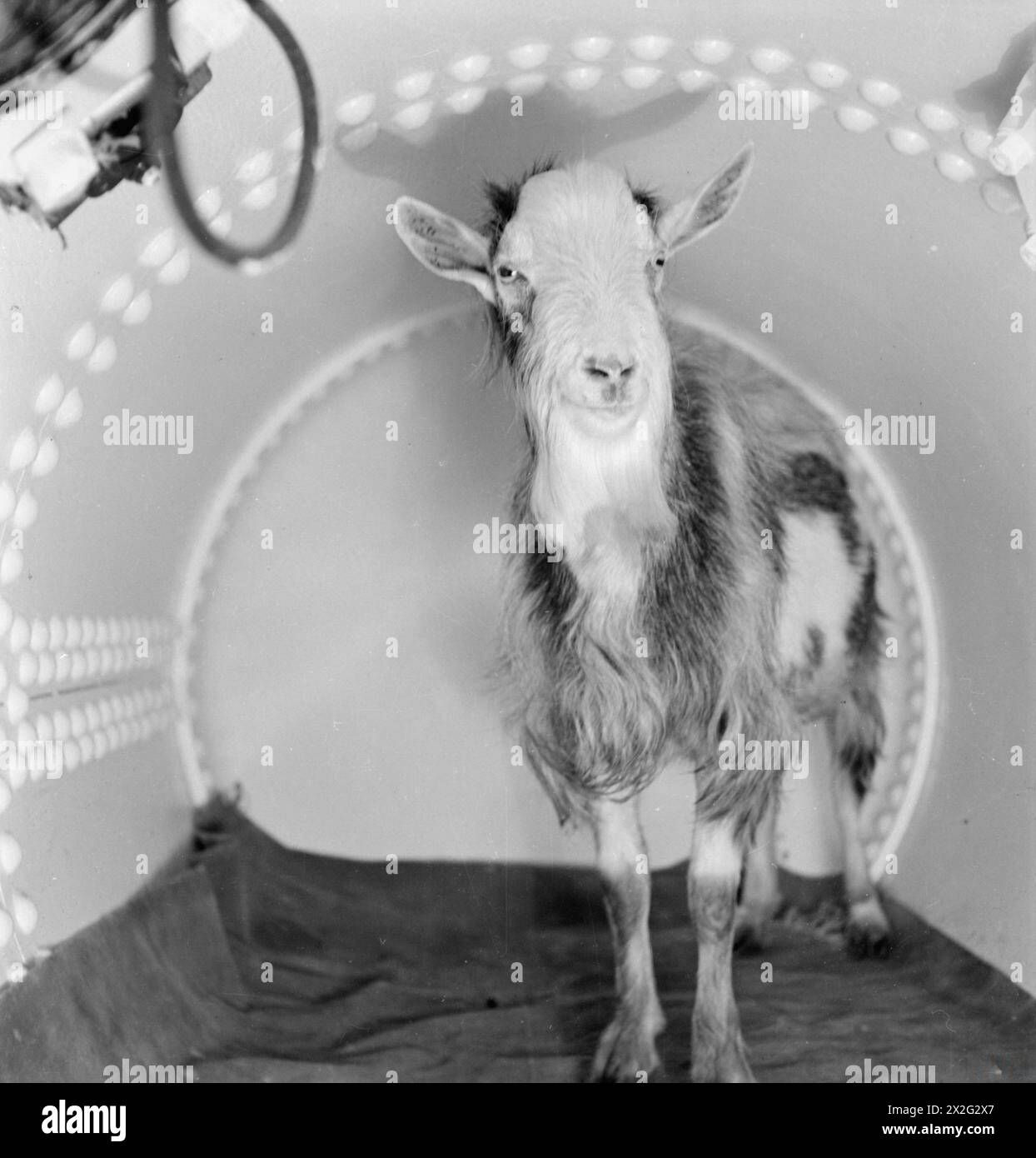 Lord Nelson, a Himalayan hornless mountain goat, is placed in a ...