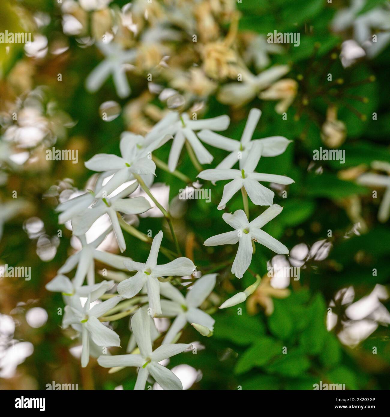 Jasminum polyanthum common names include: the many-flowered jasmine ... Jasminum polyanthum common names include: the many-flowered jasmine ...