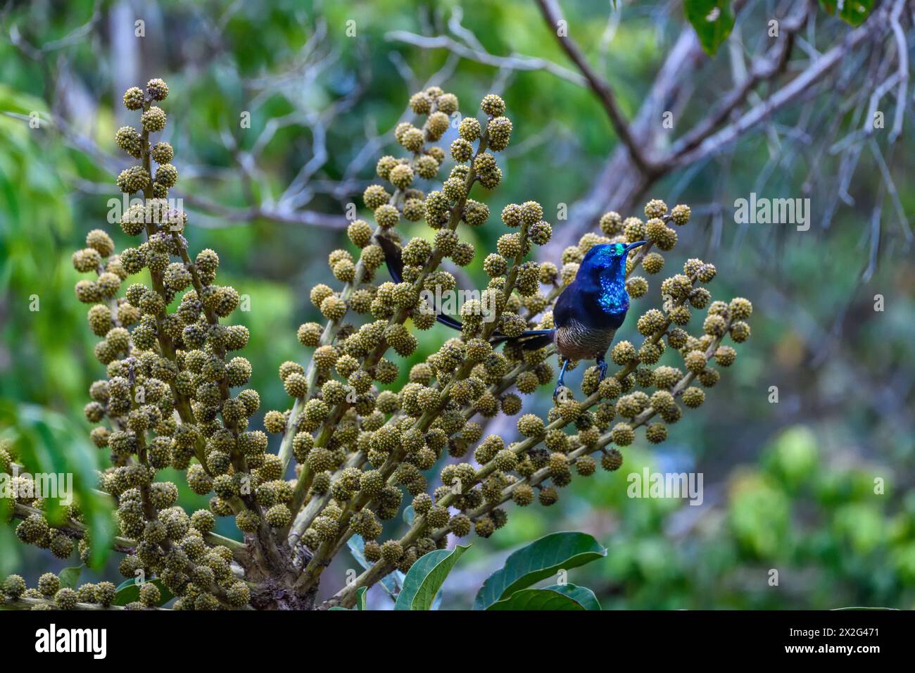 Stephanie's astrapia hi-res stock photography and images - Alamy