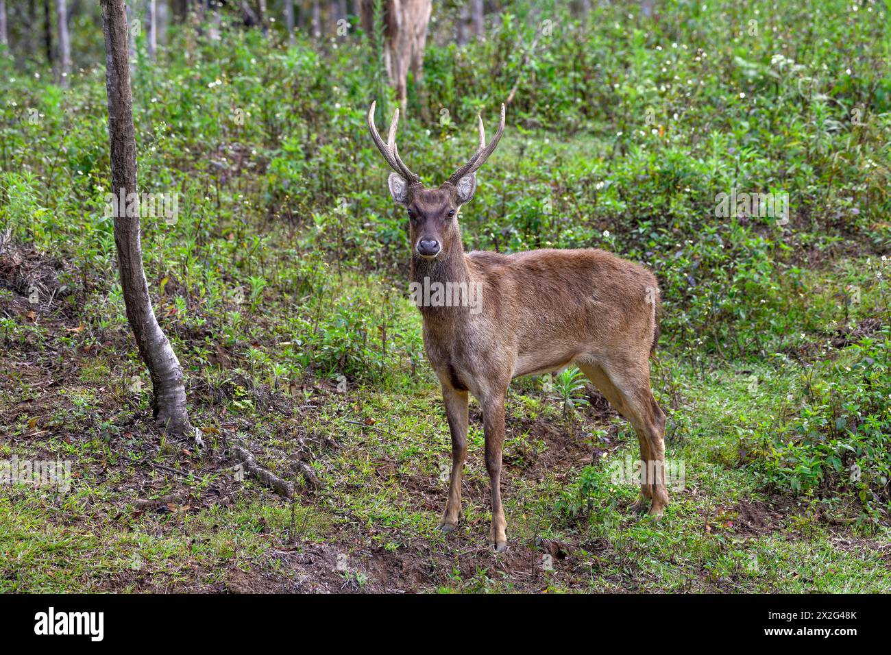 Rusa deer cervus timorensis hi-res stock photography and images - Alamy