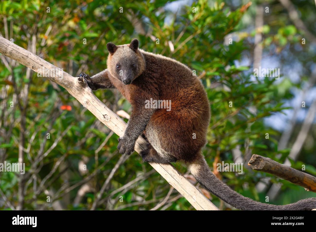 Doria’s tree kangaroo hi-res stock photography and images - Alamy