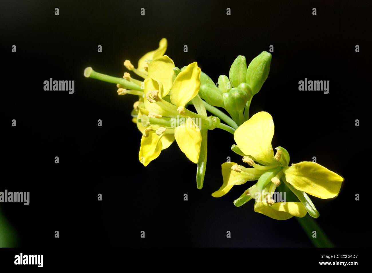 Closeup of the yellow flowers of Home grown mustard sprouts on black ...