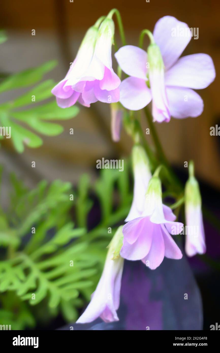 pink flowers of a Purple false shamrock (Oxalis triangularis) close up ...