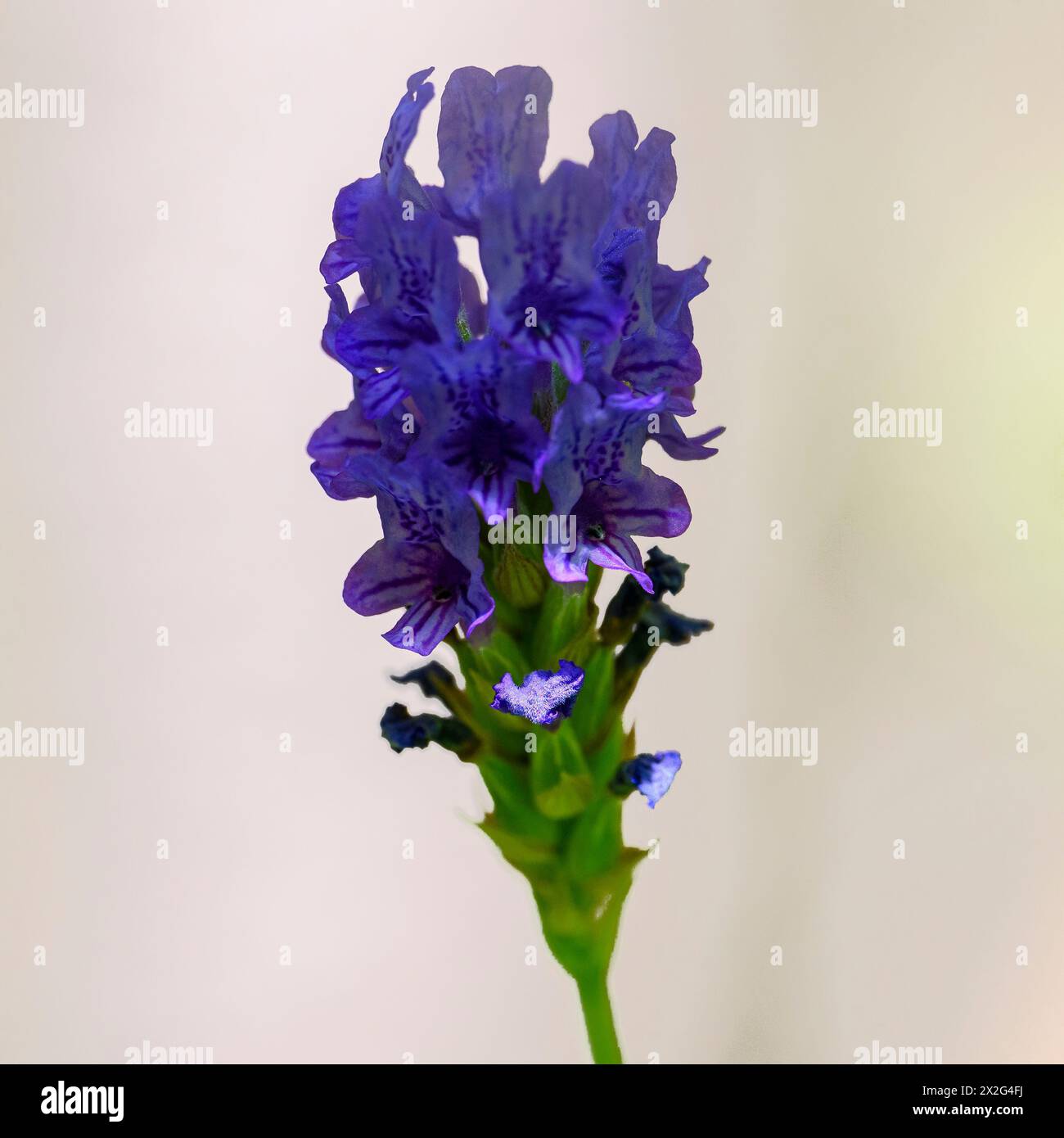 Lavandula multifida, the fernleaf lavender or Egyptian lavender, is a ...