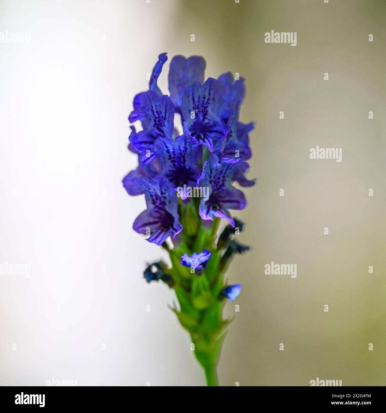 Lavandula multifida, the fernleaf lavender or Egyptian lavender, is a ...