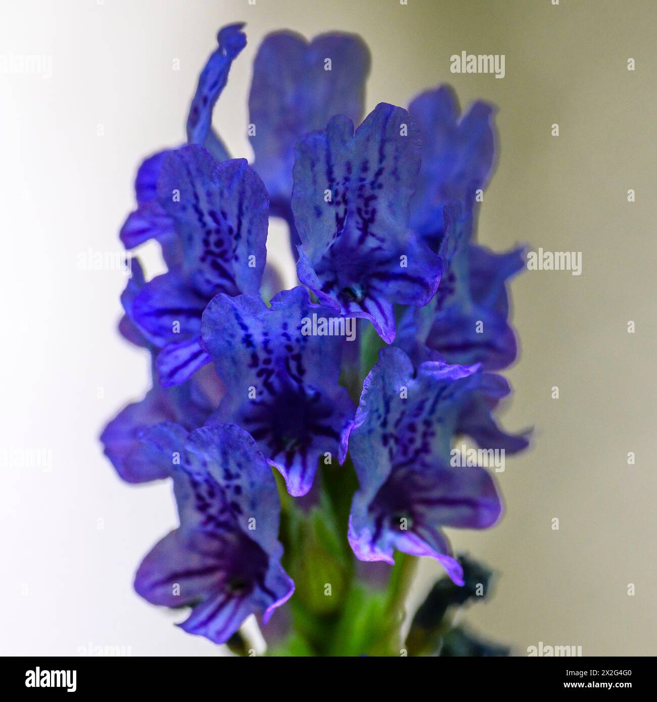 Lavandula multifida, the fernleaf lavender or Egyptian lavender, is a ...