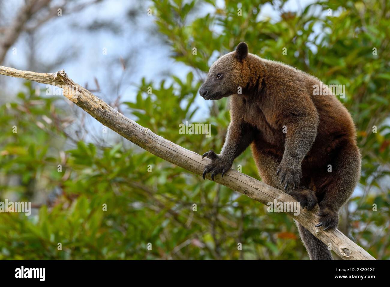 Mammal hi-res stock photography and images - Alamy
