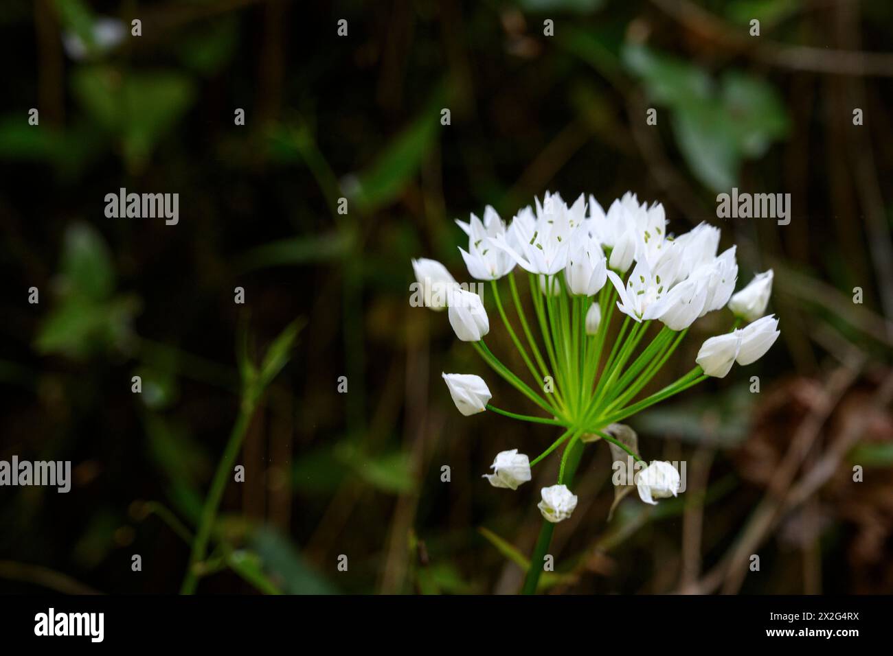 Flowering Wild Allium (Garlic) plant. Photographed in the Lower Galilee ...