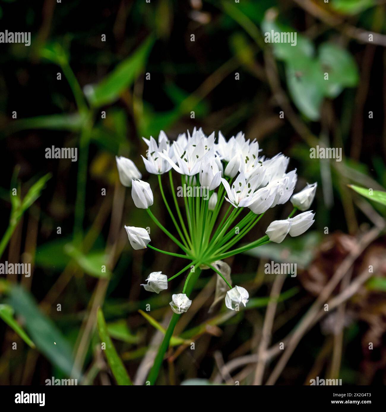 Flowering Wild Allium (Garlic) plant. Photographed in the Lower Galilee ...