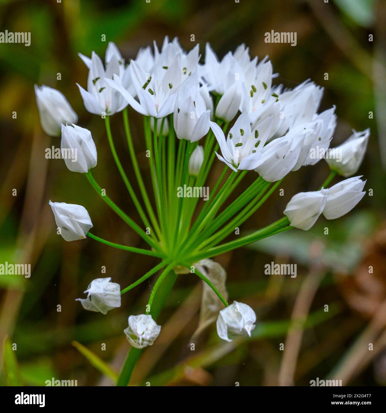 Flowering Wild Allium (Garlic) plant. Photographed in the Lower Galilee ...