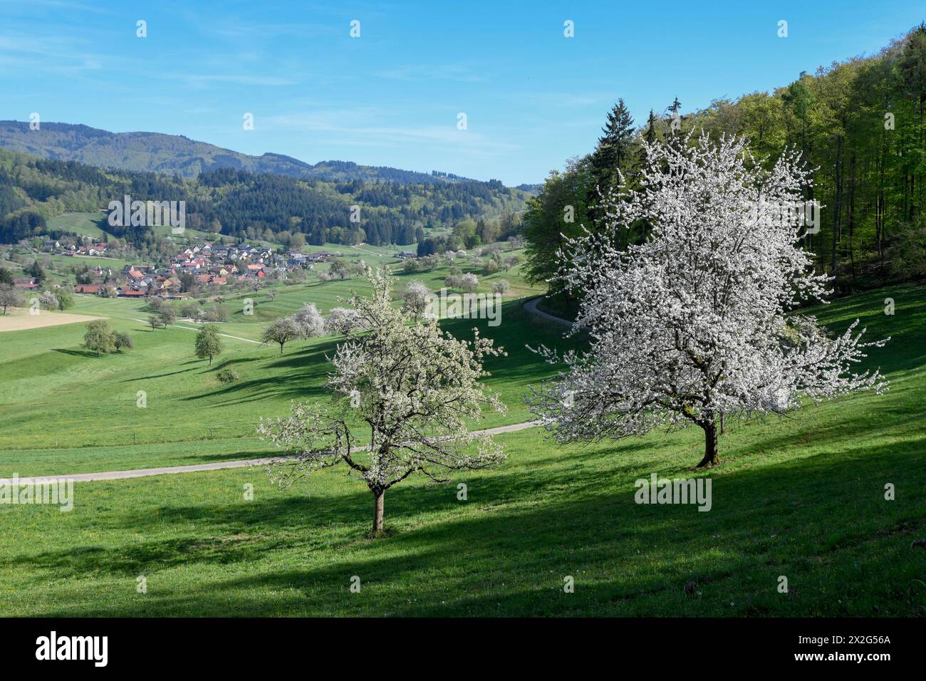 geography / travel, Germany, Baden-Wuerttemberg, flowering cherry trees ...