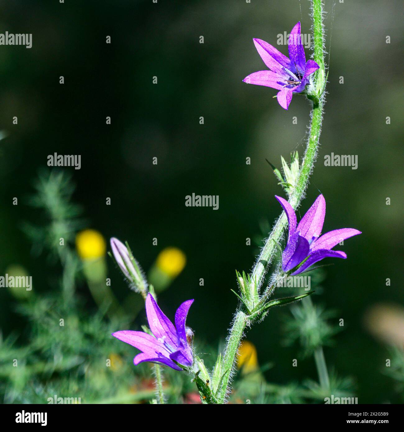 Campanula rapunculus, Rampion bellflower, ورد الجرس Photographed in the ...
