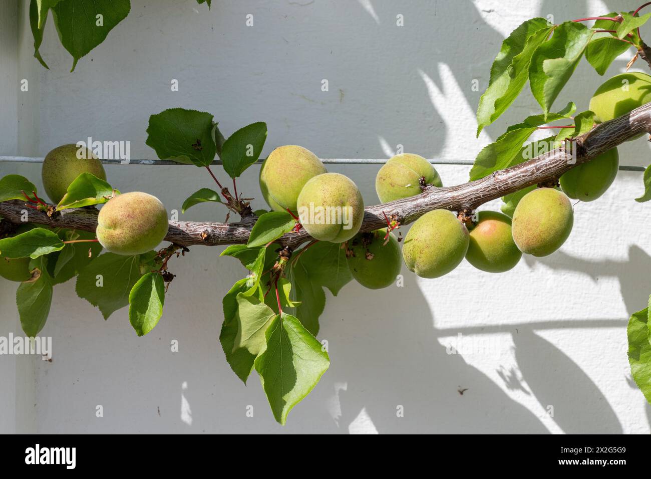 Apricot tree trained against wall hi-res stock photography and images ...