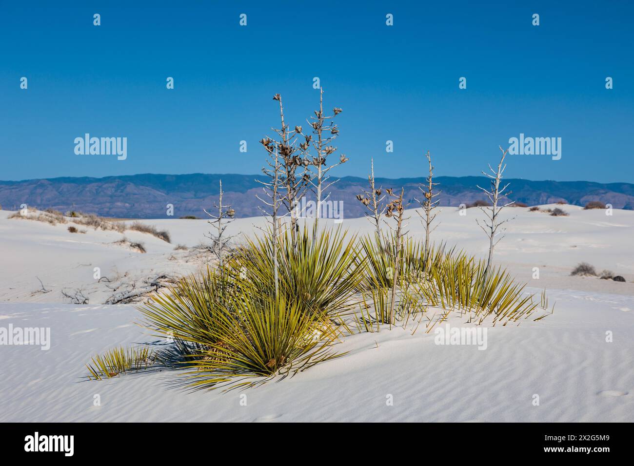 Gypsum dunefields at White Sands National Monument located within the ...