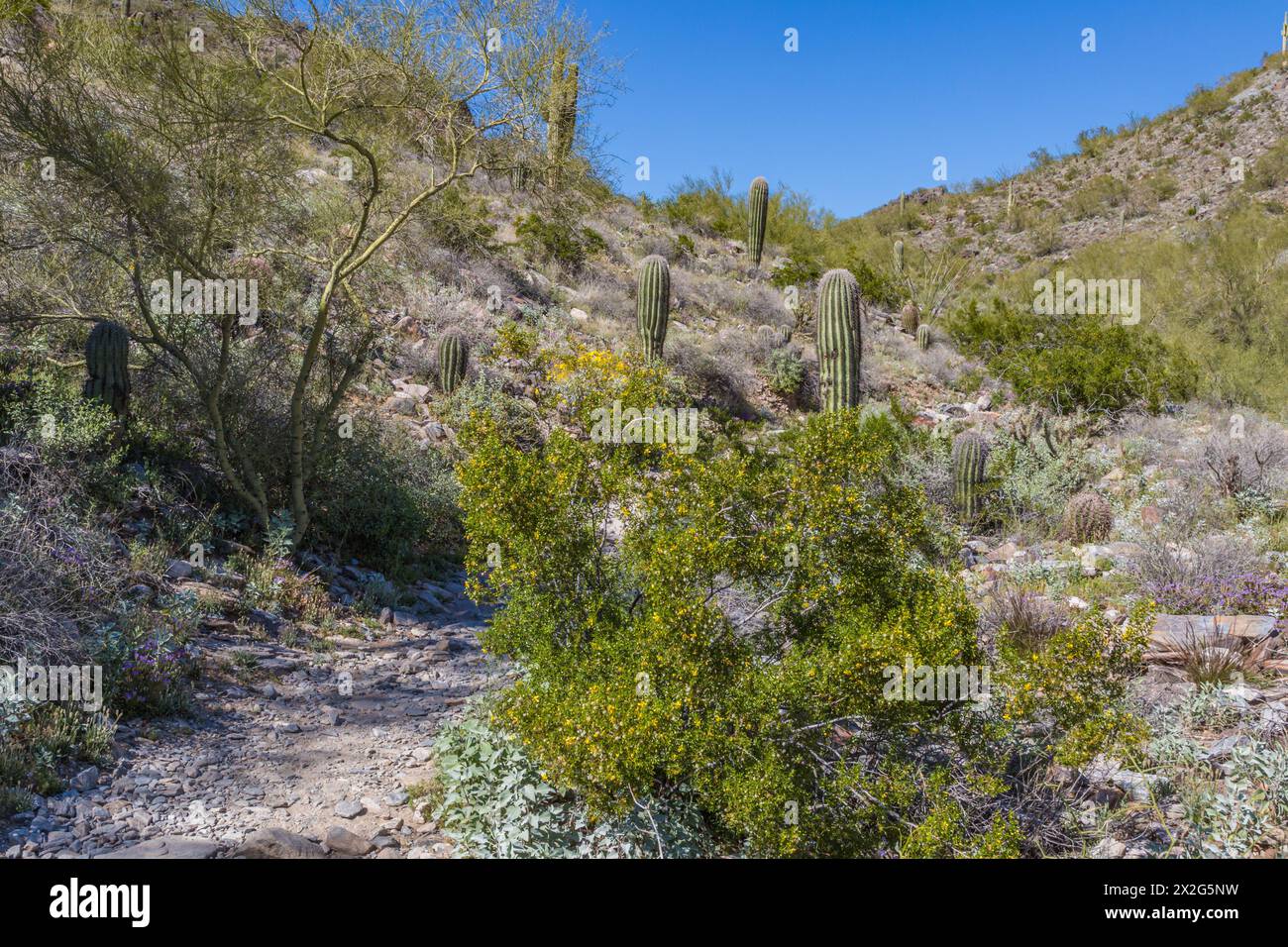 Flowering shrubs and saguaro cacti along the Piestewa Peak trail in the ...