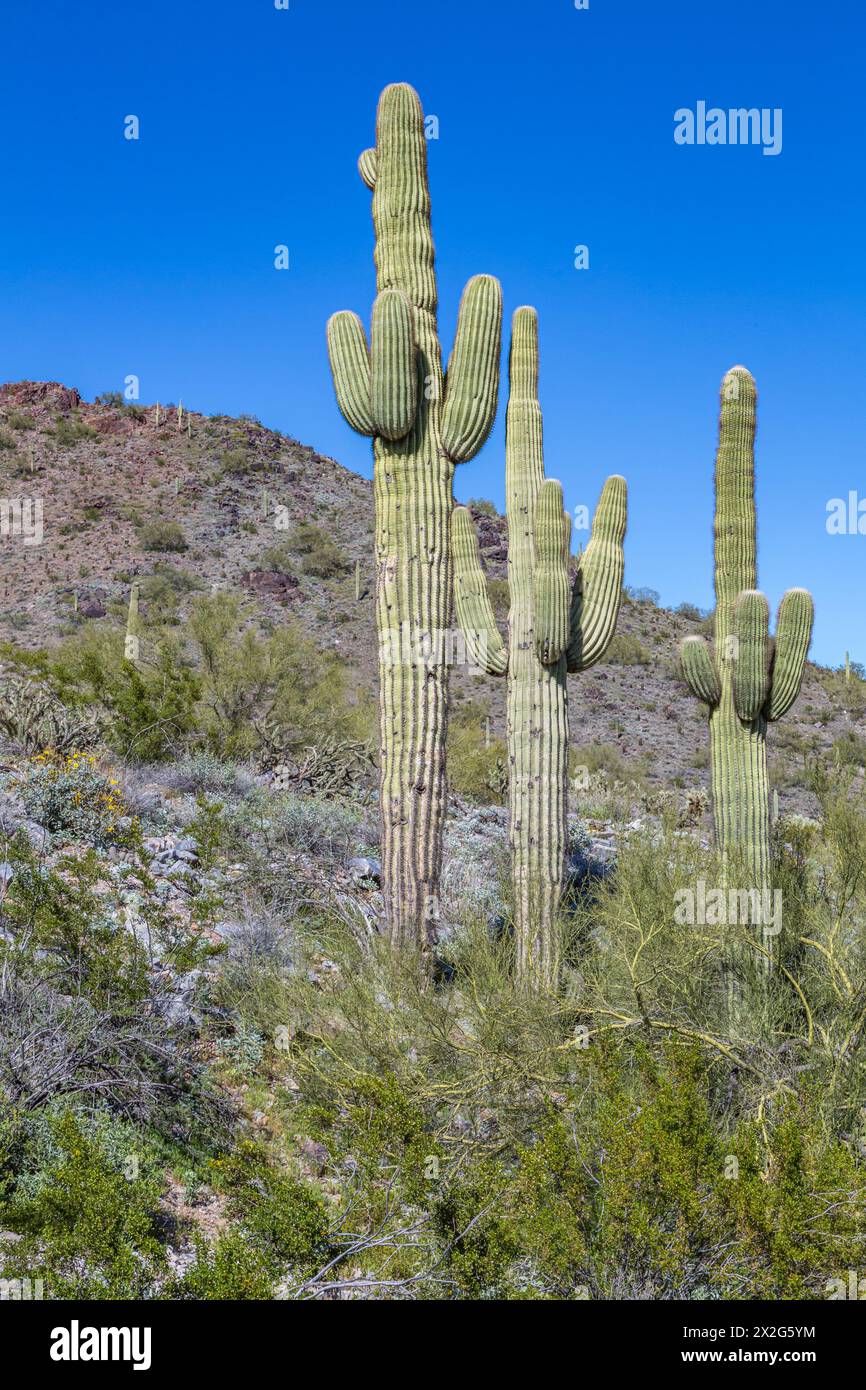 Saguaro cacti along the Piestewa Nature trail in the Phoenix Mountains ...