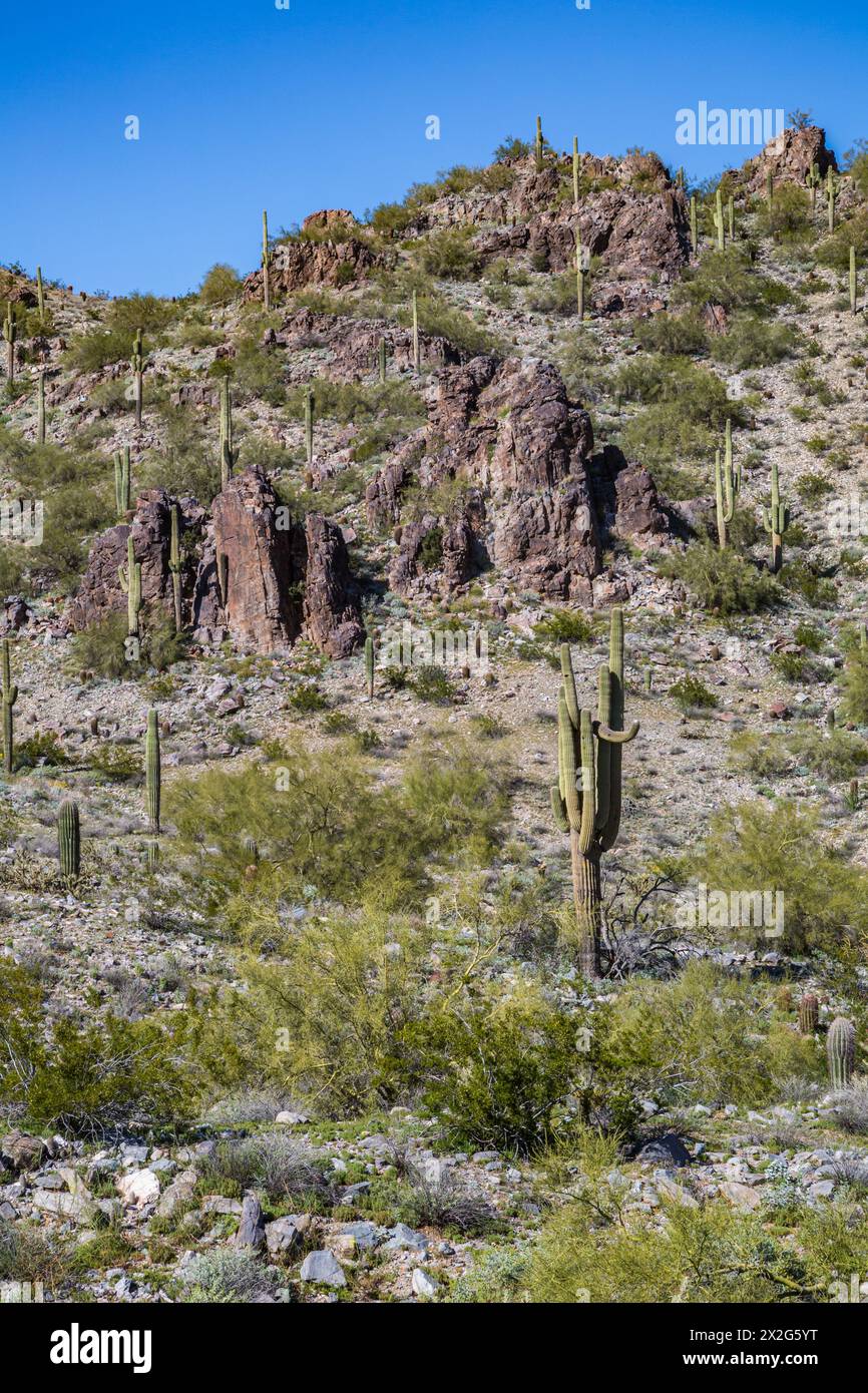 Saguaro cacti along the Piestewa Nature trail in the Phoenix Mountains ...