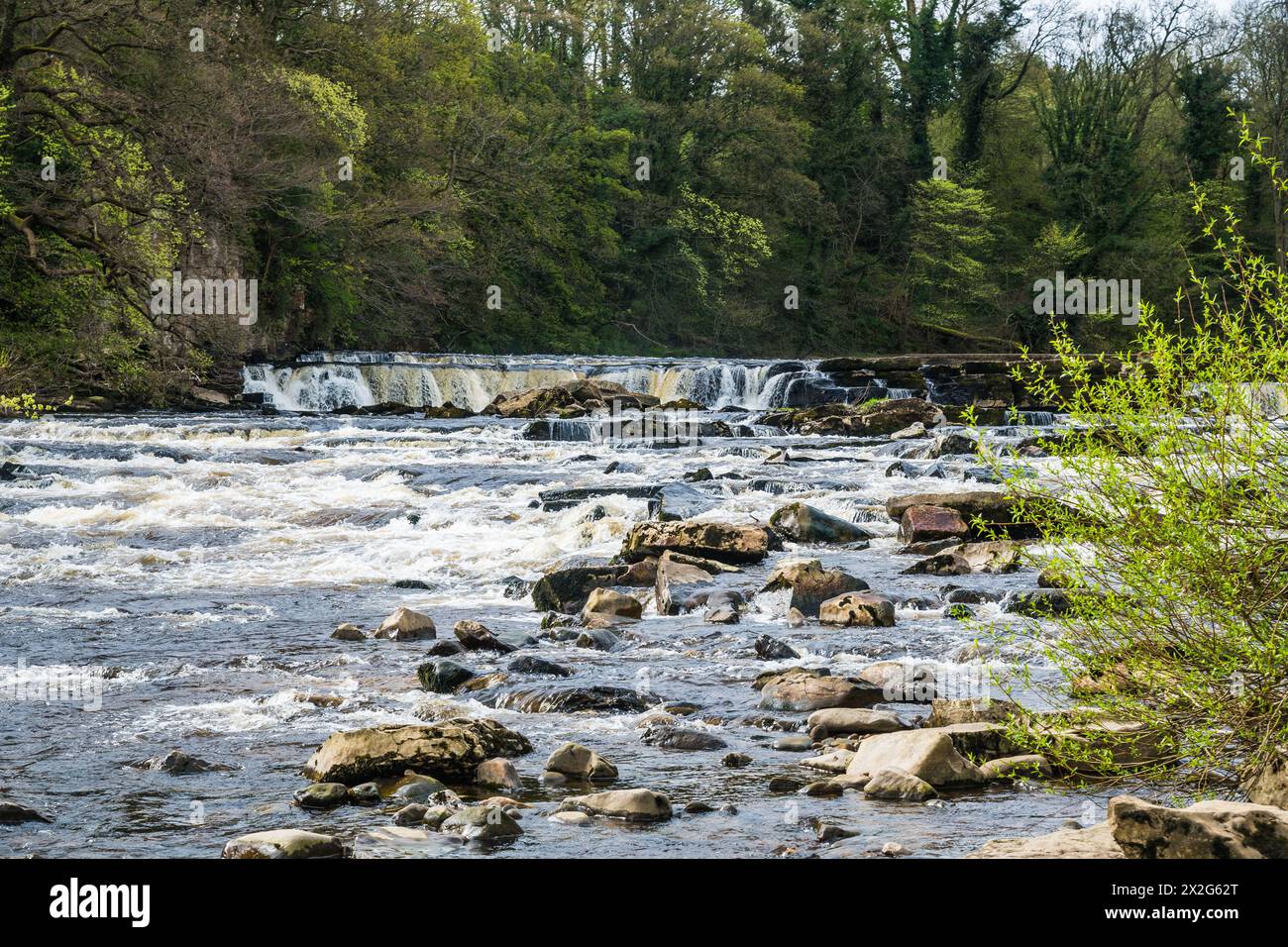 The River Swale at Richmond Falls Stock Photo - Alamy