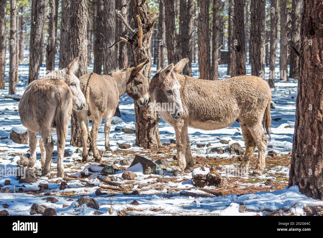 American Burro (Equus asinus) at Bearizona Wildlife Park in Williams ...