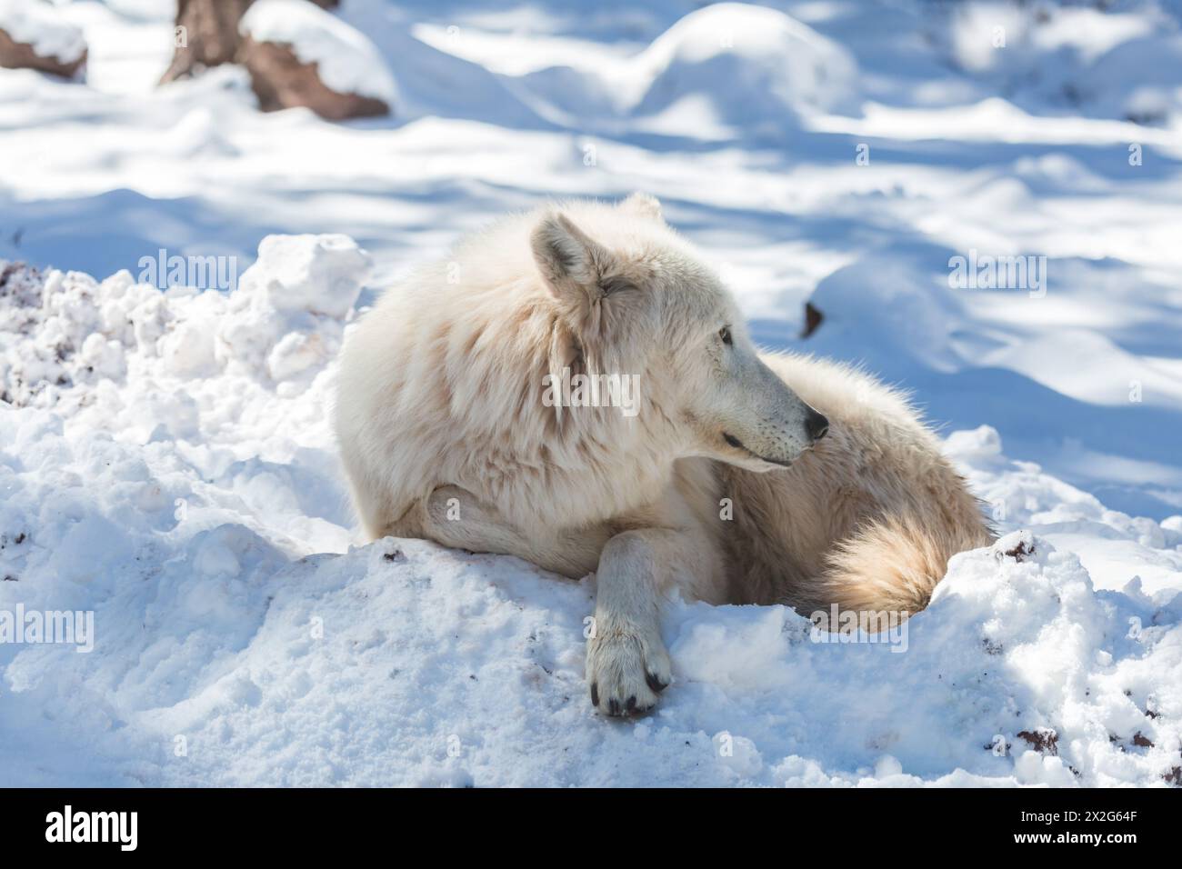 Alaskan Tundra Wolf (Canis lupus tundrarum) lying in the snow at ...
