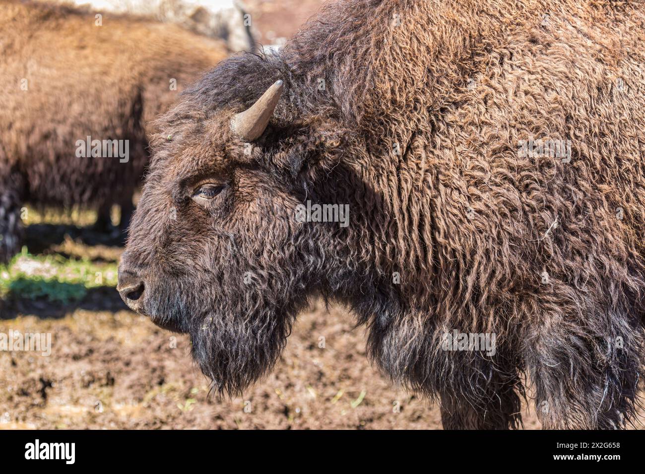 American Bison (Bison bison) at Bearizona Wildlife Park in Williams ...
