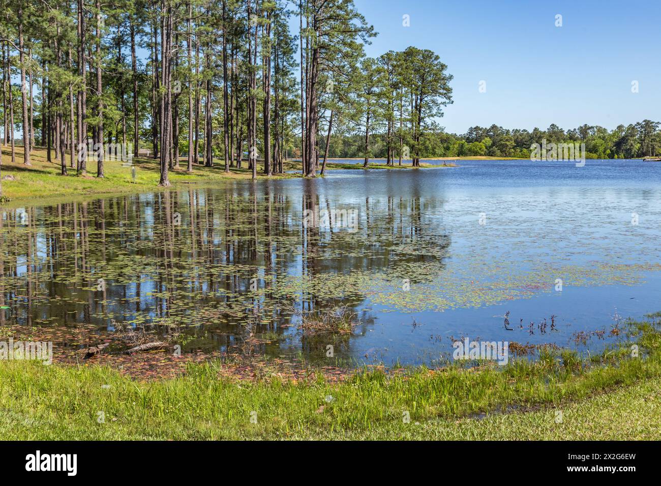 Tall pine trees reflected on the lily pad covered shoreline of Geiger ...