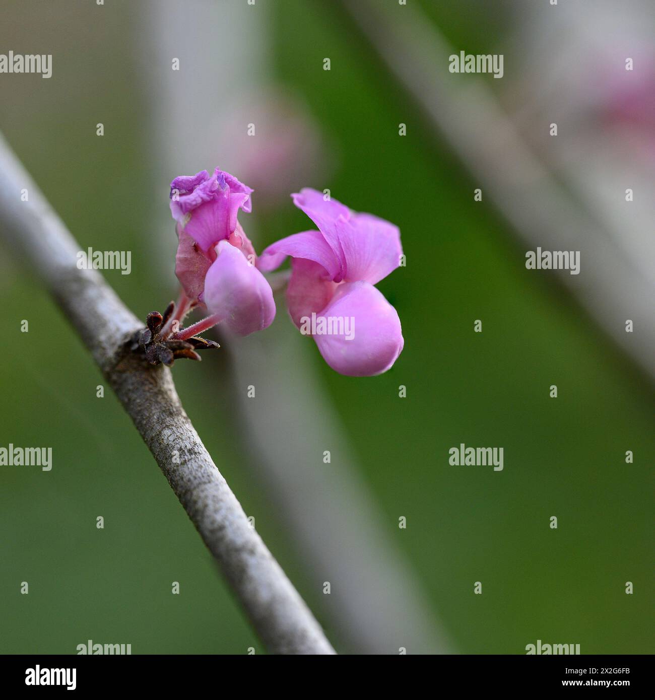 close up of the flowers of a Blooming Judas Tree Cercis siliquastrum ...