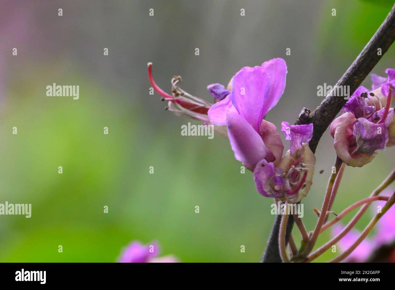 close up of the flowers of a Blooming Judas Tree Cercis siliquastrum ...