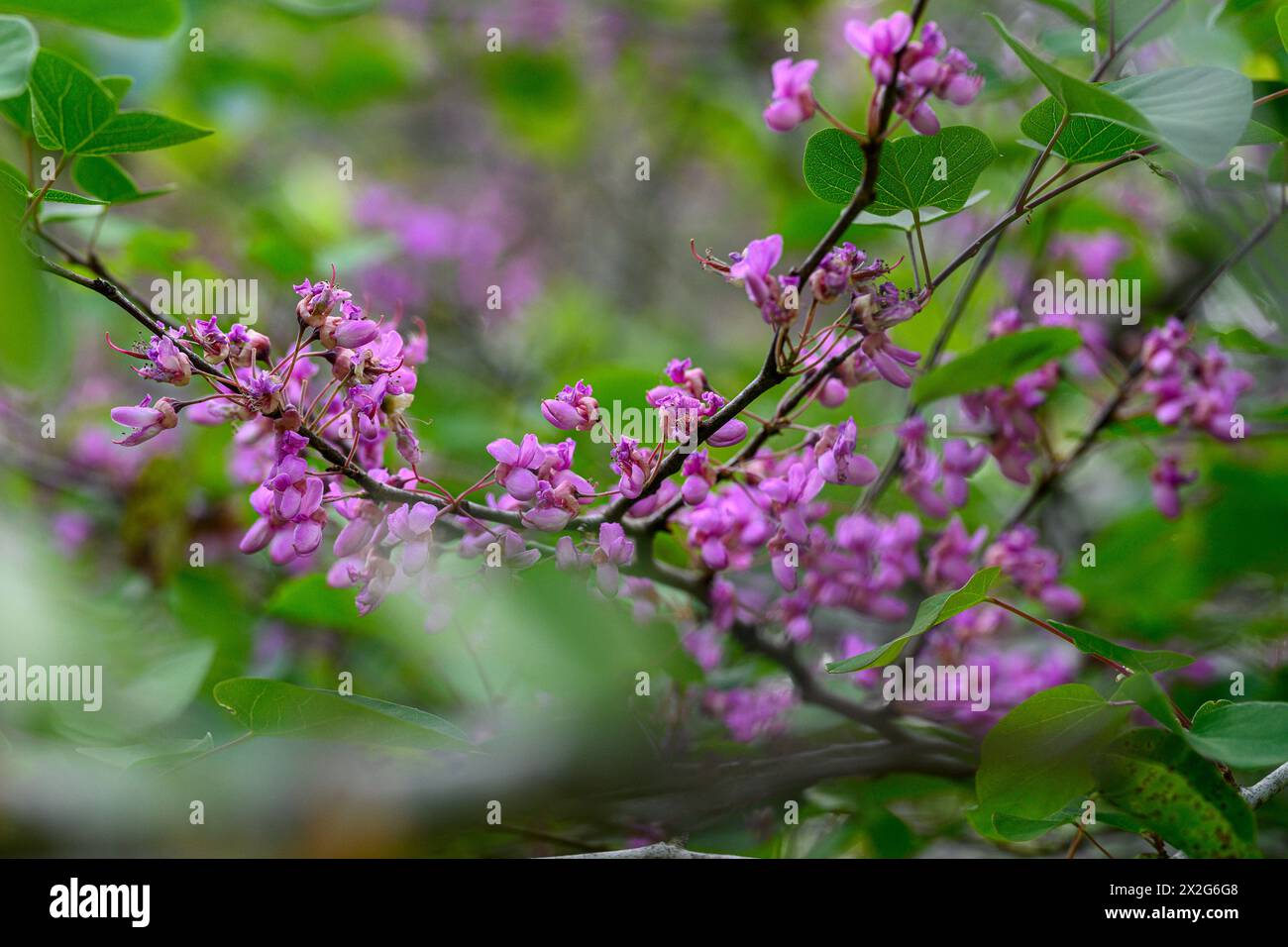close up of the flowers of a Blooming Judas Tree Cercis siliquastrum ...