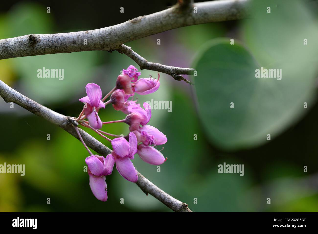 close up of the flowers of a Blooming Judas Tree Cercis siliquastrum ...