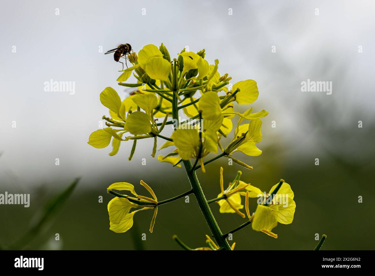 Close up of a bee visiting a yellow flower of a charlock Rhamphospermum ...
