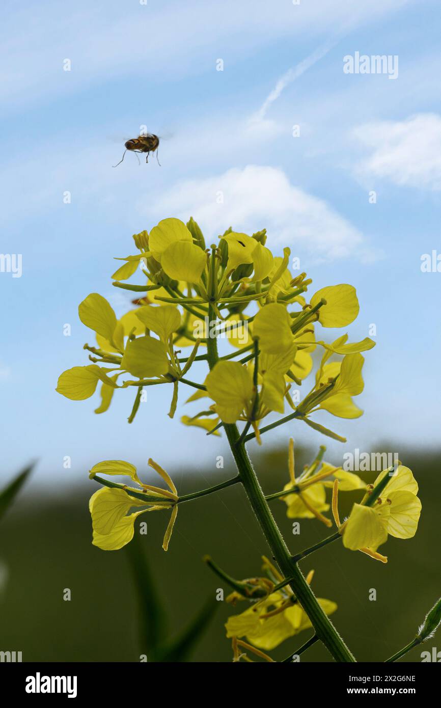 Bee pollinating mustard flowers hi-res stock photography and images - Alamy