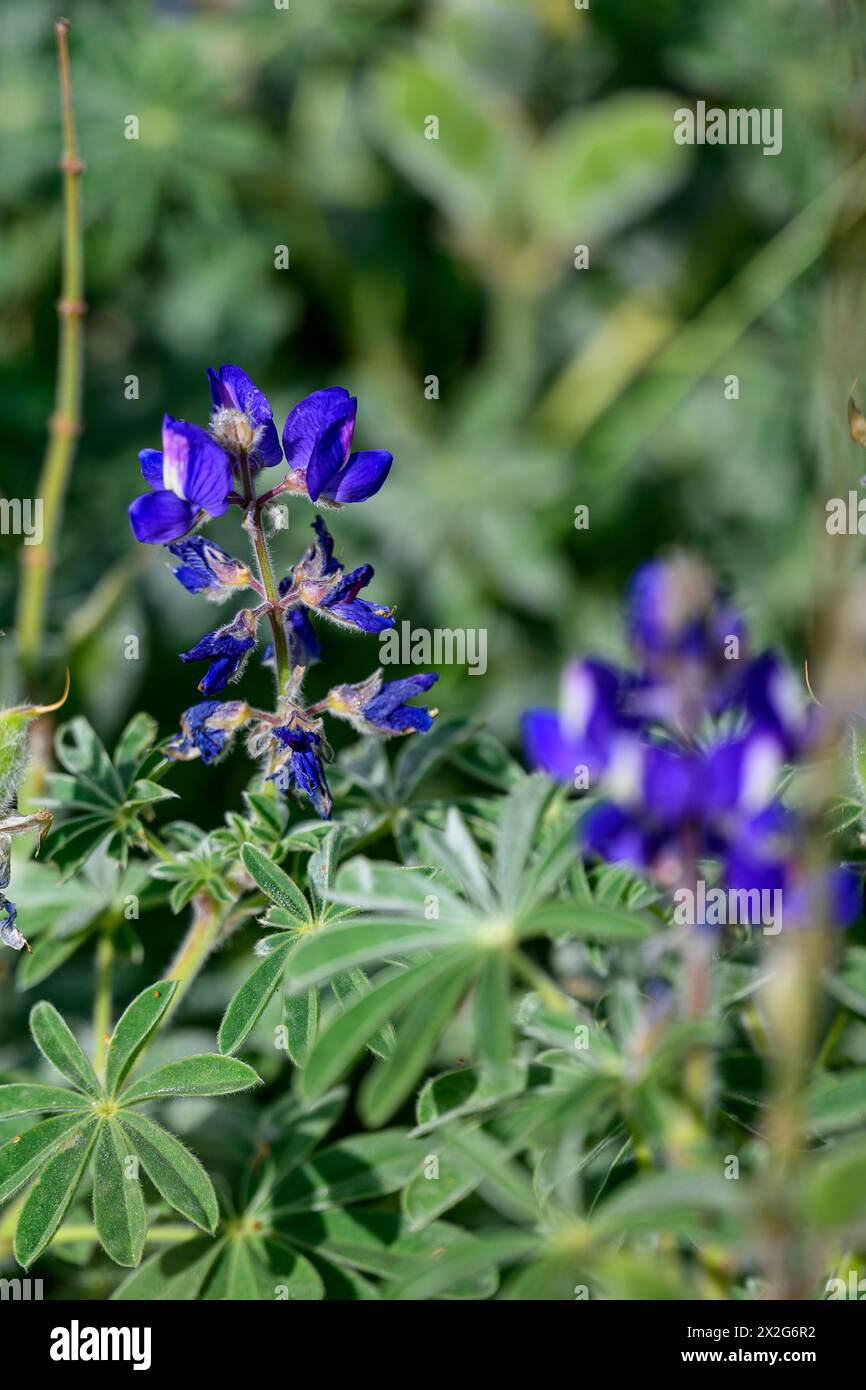 Blue lupin (Lupinus pilosus) Photographed in Israel in March ...