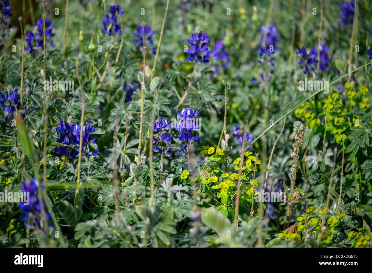Blue lupin (Lupinus pilosus) Photographed in Israel in March ...