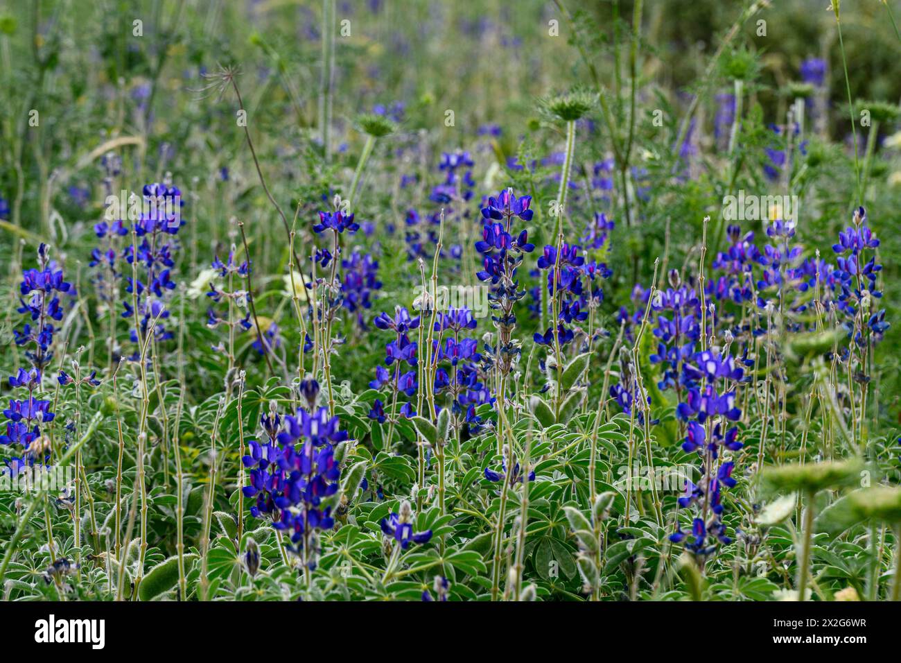 Blue lupin (Lupinus pilosus) Photographed in Israel in March ...
