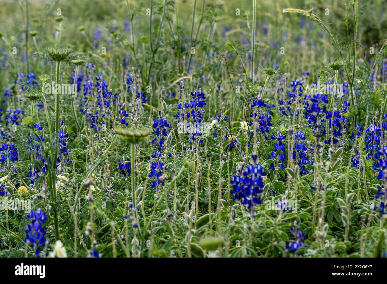Blue lupin (Lupinus pilosus) Photographed in Israel in March ...