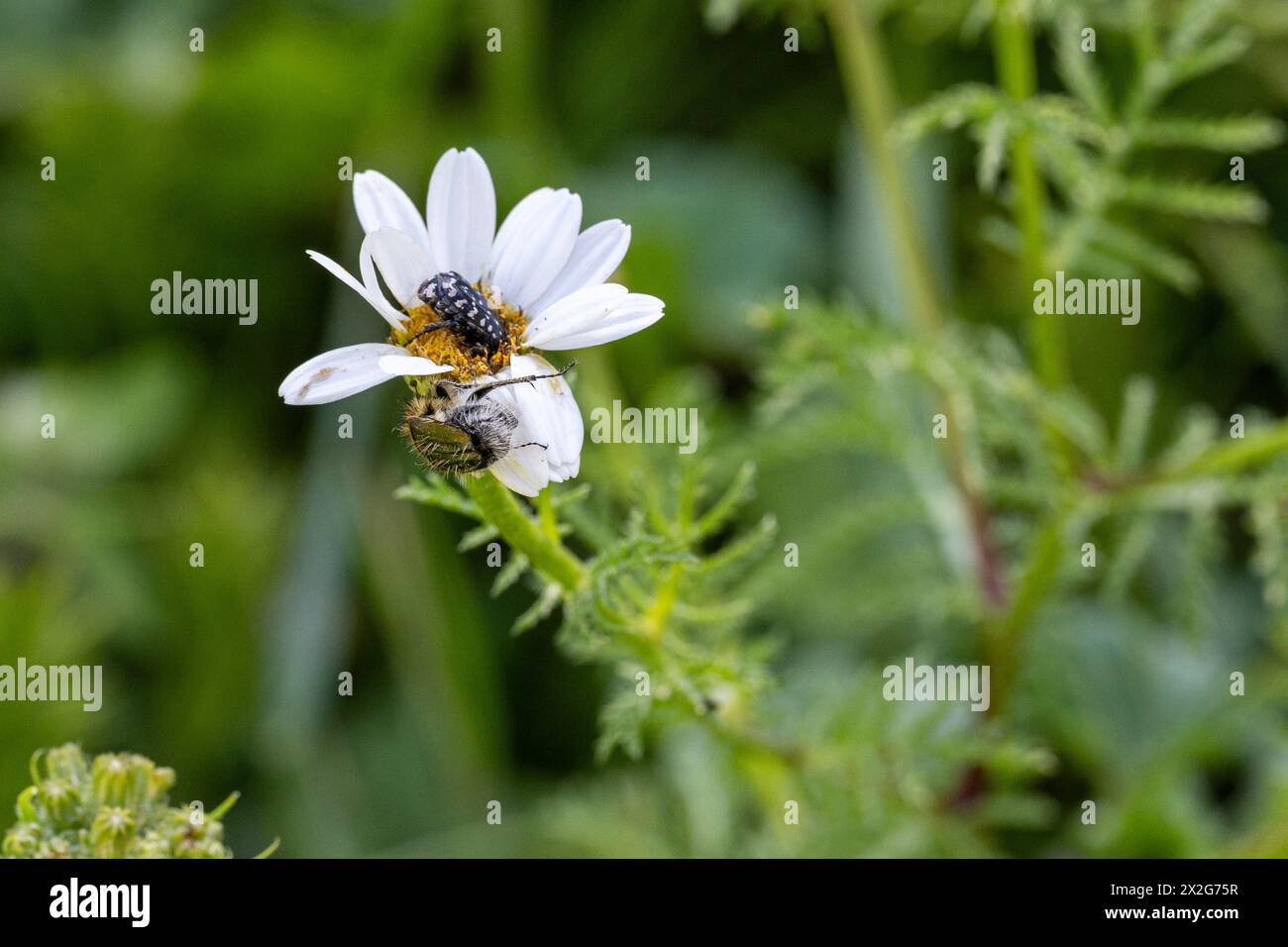 Insects on a white and yellow Anthemis chia flower Anthemis is a genus ...