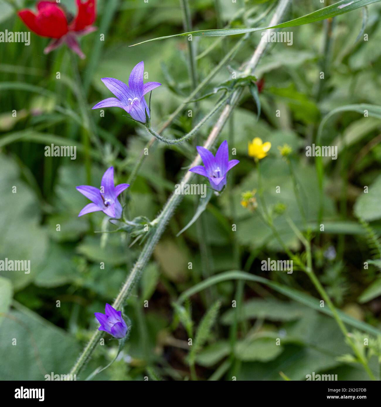 Campanula rapunculus, Rampion bellflower, ورد الجرس Photographed in the ...