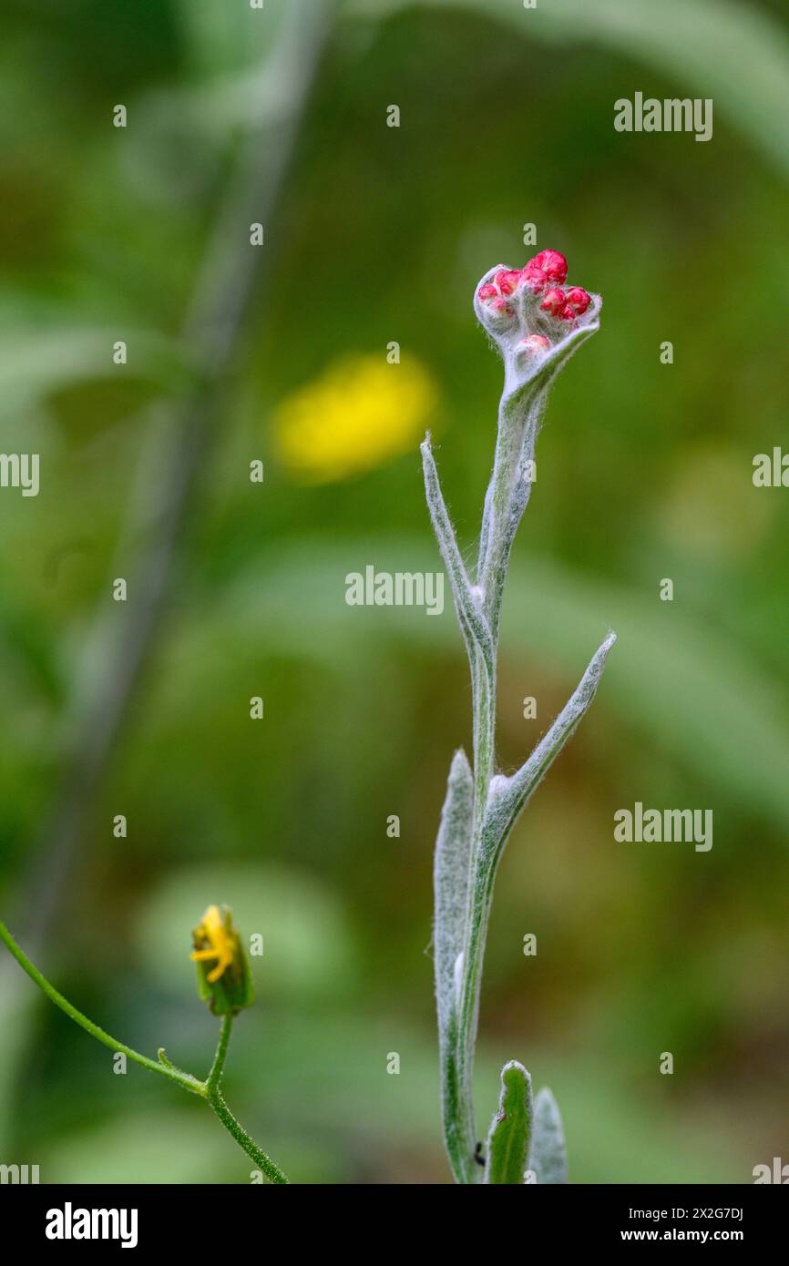 Helichrysum sanguineum Red Everlasting, Red cudweed دم الغزال ...