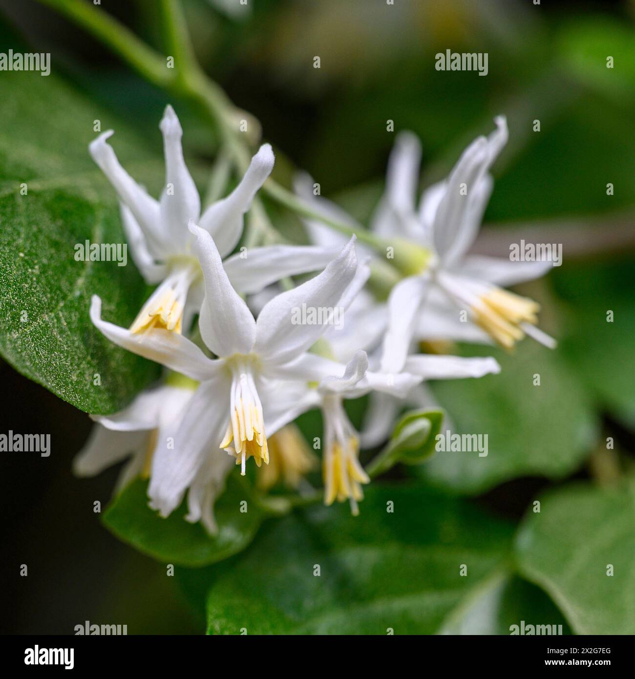 Styrax officinalis is a species of shrub in the family Styracaceae ...