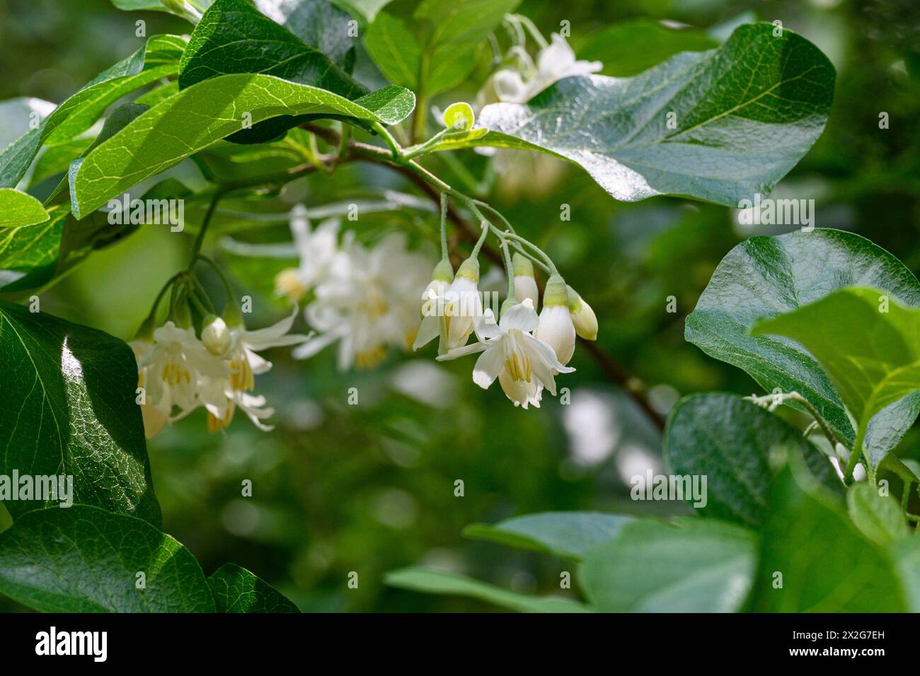 Styrax officinalis is a species of shrub in the family Styracaceae ...