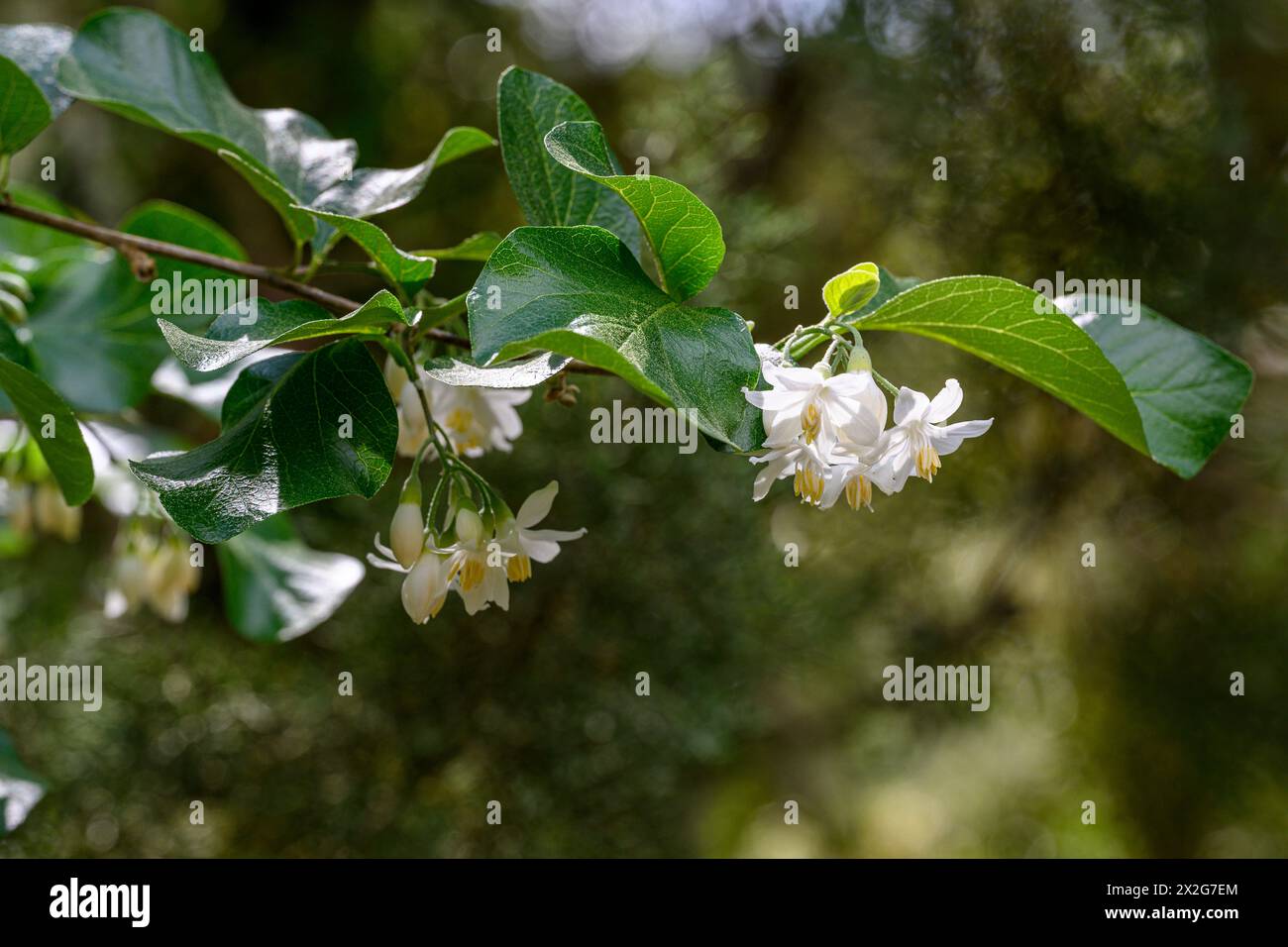 Styracaceae hi-res stock photography and images - Alamy